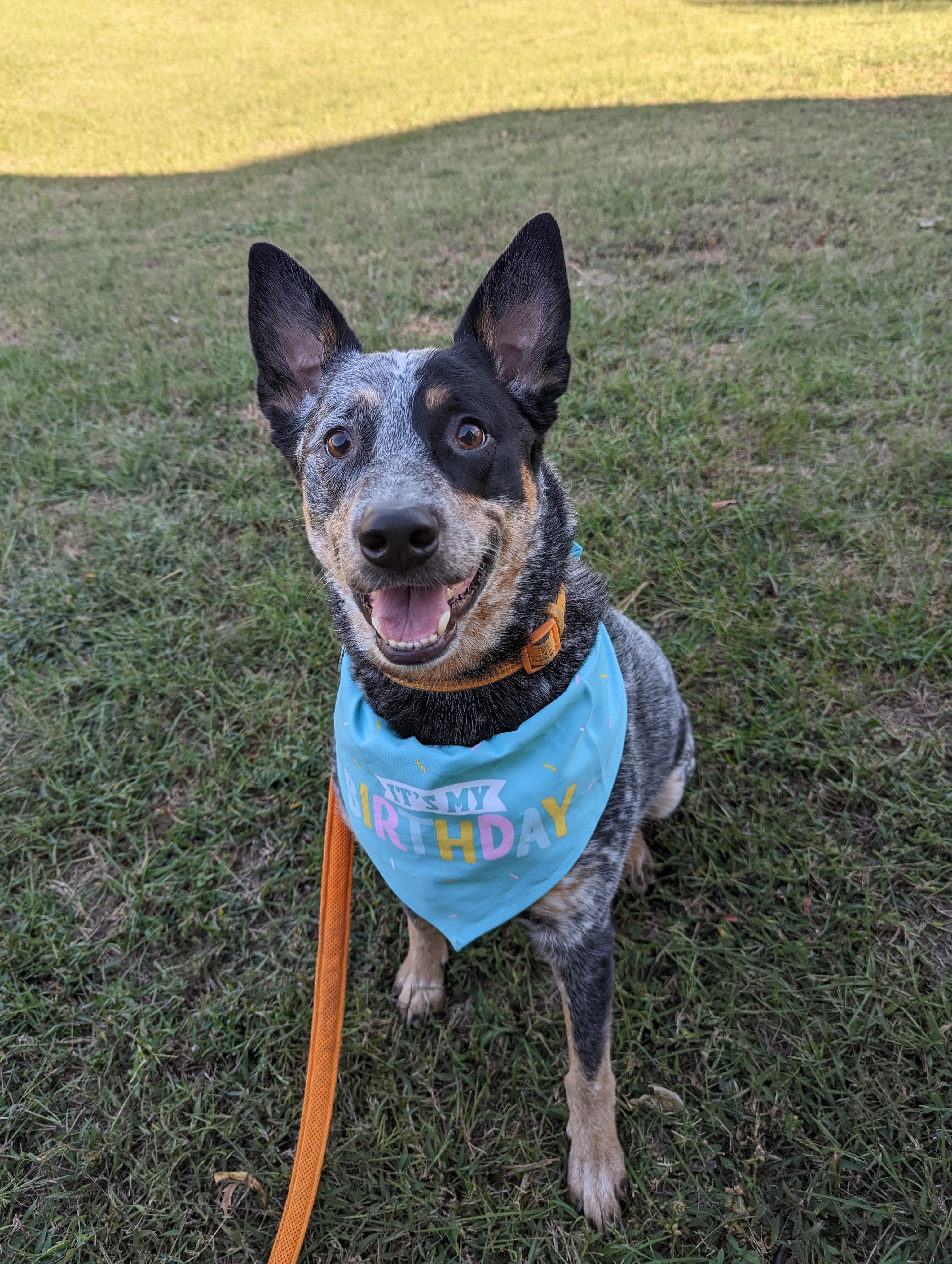 Blue heeler dog smiling