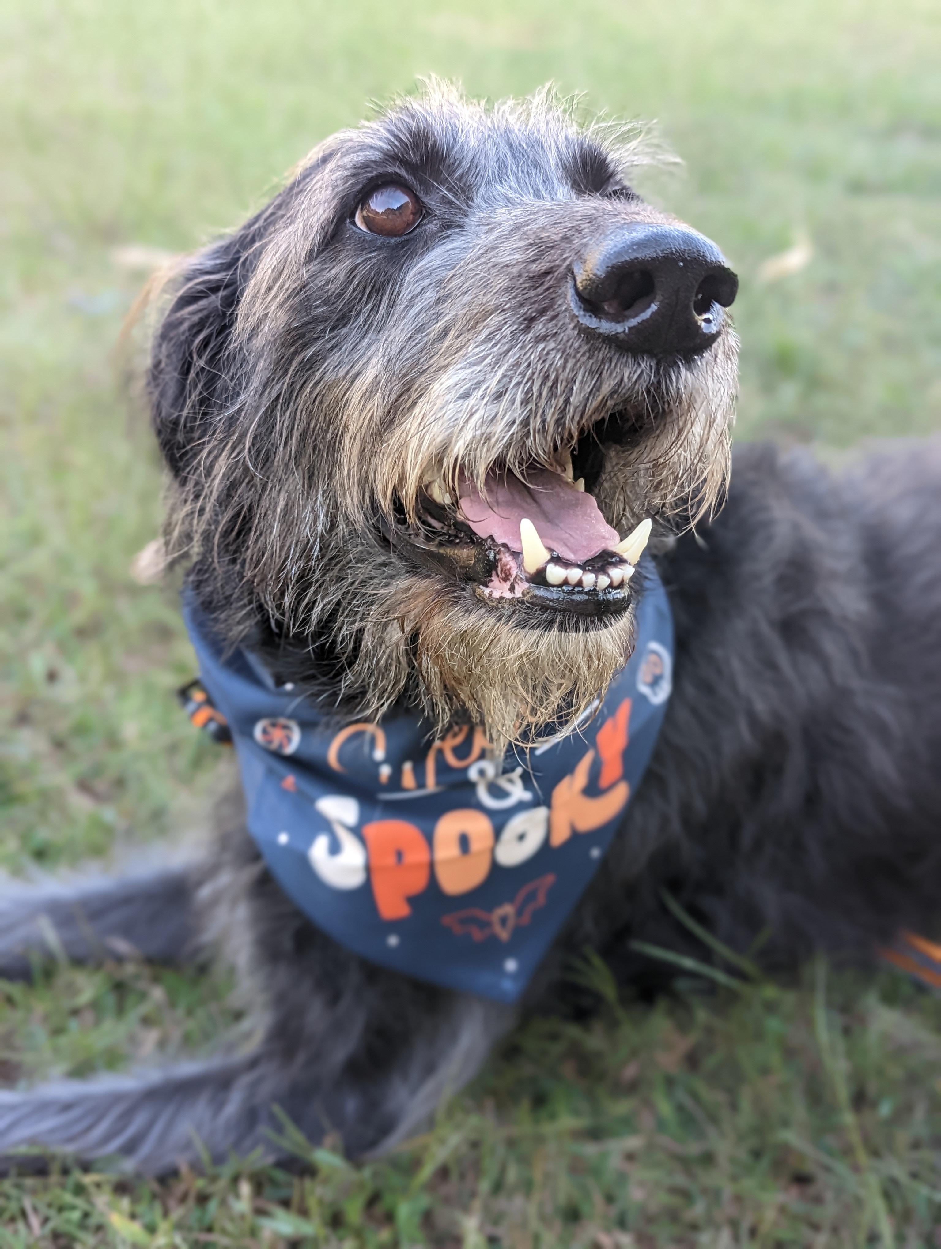 Labrador Mix Dog smiling